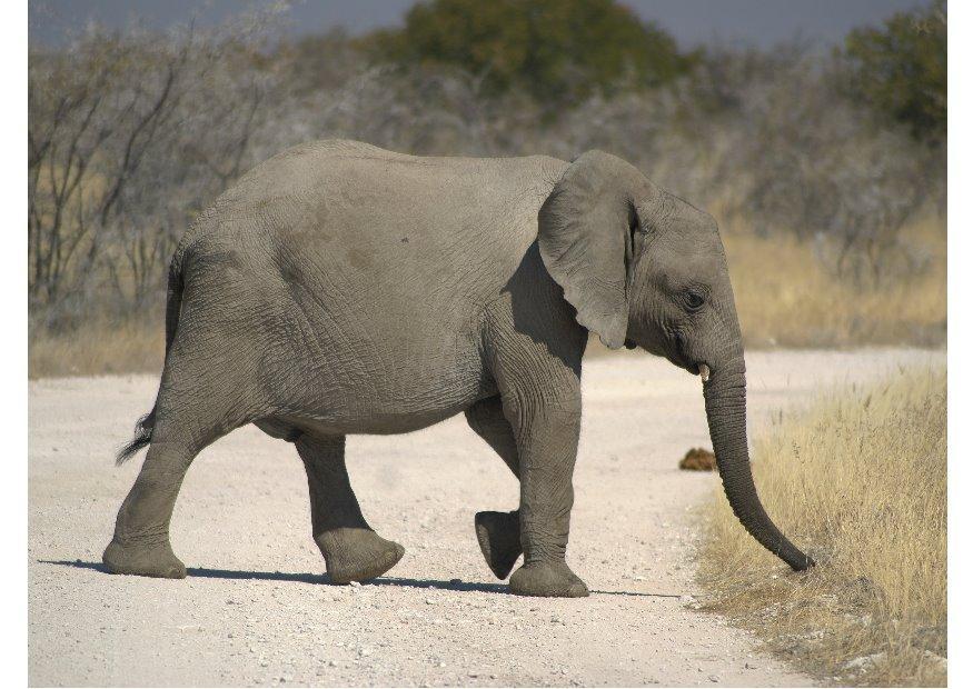 Foto van olifant die over een zandweg loopt met gras en struiken op de