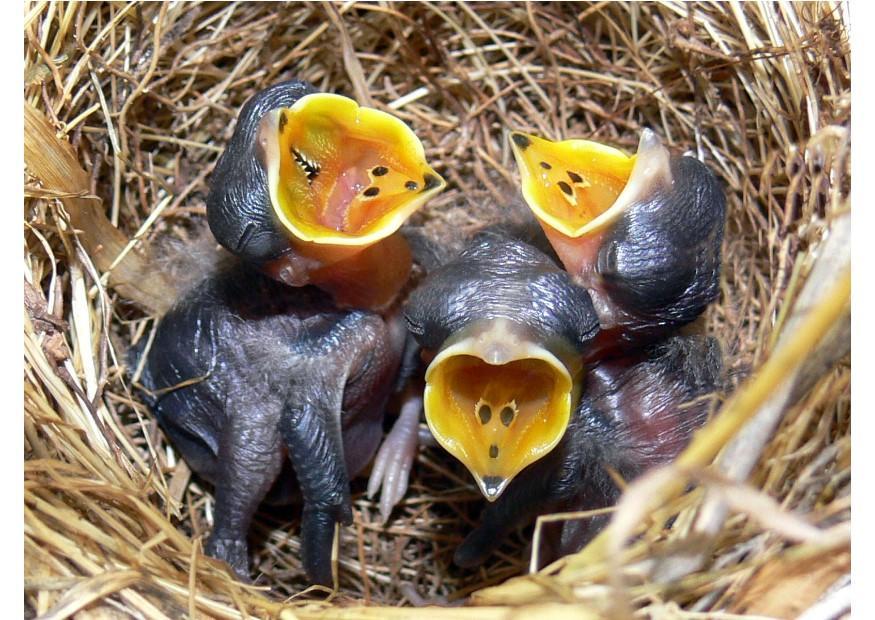 Foto de filhote de pássaro com bicos abertos em um ninho de grama