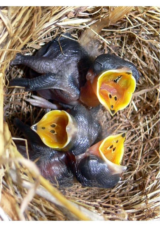 Foto de filhotes de passarinhos – Imagens Grátis para Imprimir – Imagem ...