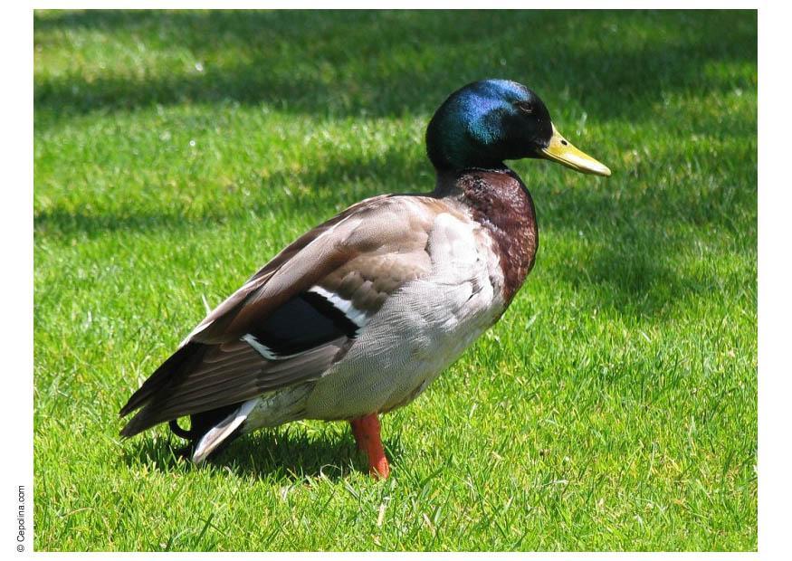 Foto van eend met een groene kop en een bruin lichaam