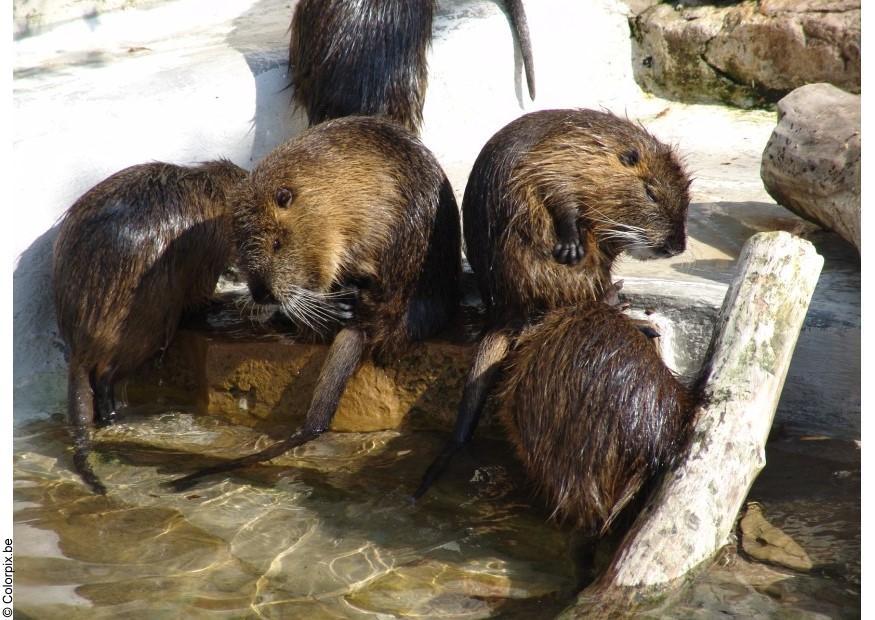 Foto van muskusrat die in het water staat en op een stenen rand zit