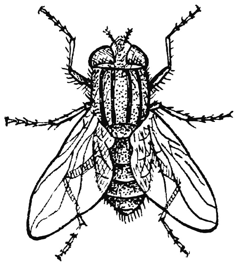 Desenho para Colorir de mosca – Imagens Grátis para Imprimir – Imagem 15745